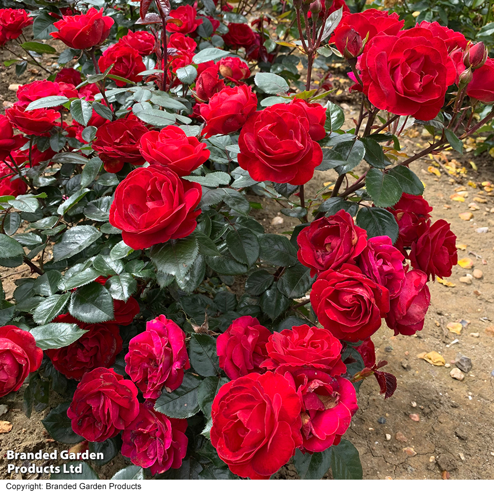 Rose 'Precious Ruby' (Floribunda Rose) - Gift