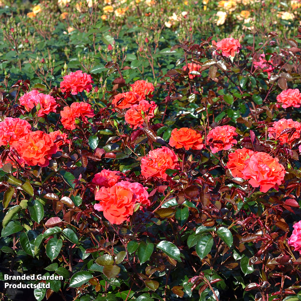 Rose 'Precious Day' (Floribunda Rose)