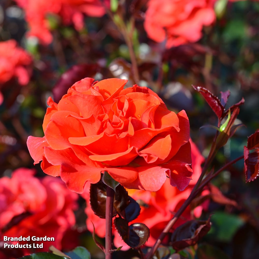 Rose 'Precious Day' (Floribunda Rose)