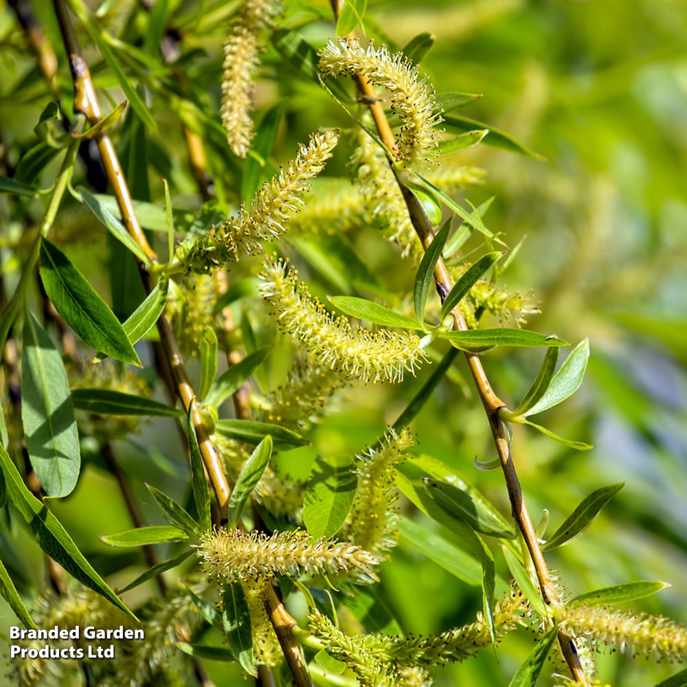 Golden Weeping Willow (Mature Tree)