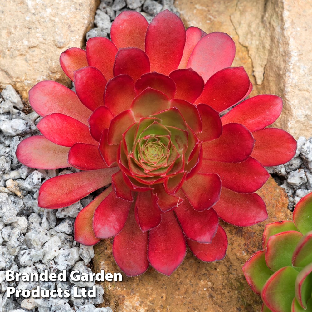 Semponium 'Sienna' | Suttons