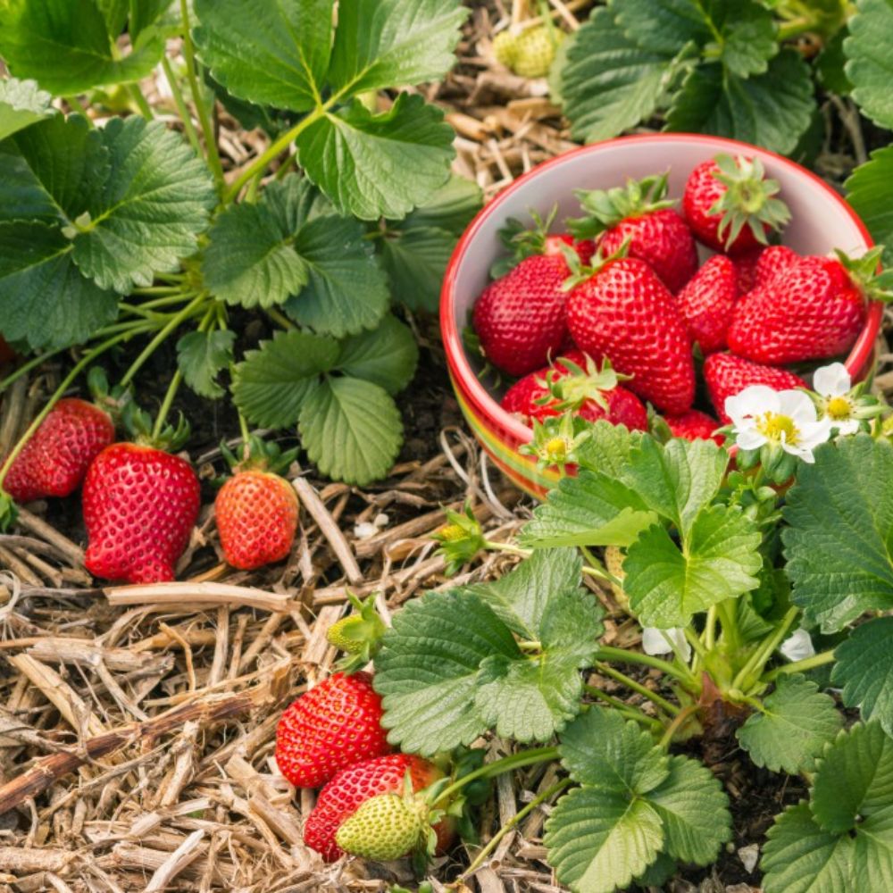 Strawberry 'Elsanta' | Suttons