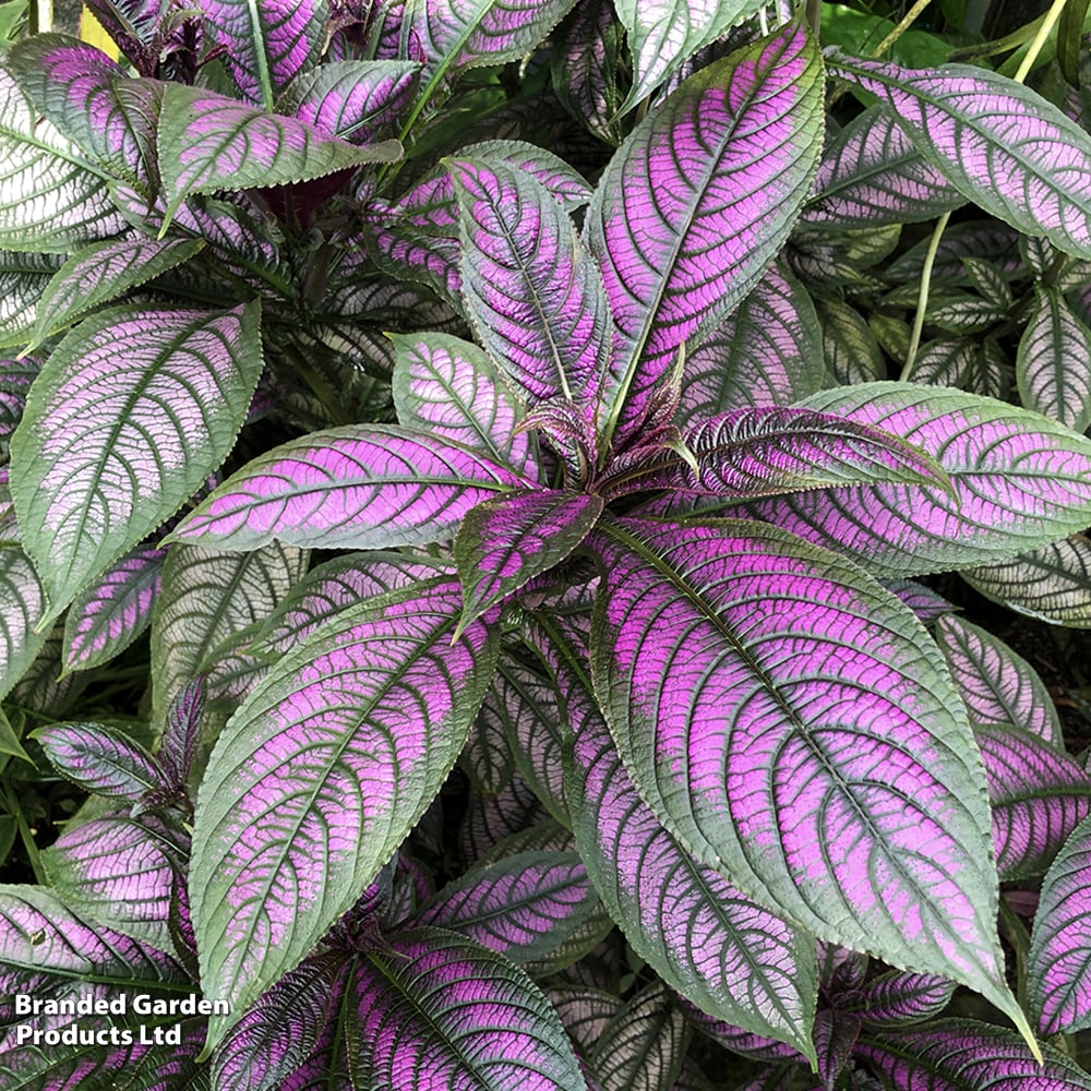Strobilanthes dyeriana