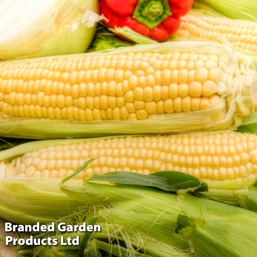 Sweet Corn Seeds - Earlibird F1 | Suttons