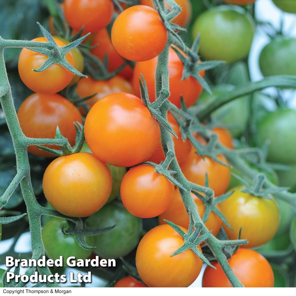 Tomato Value Collection | Suttons