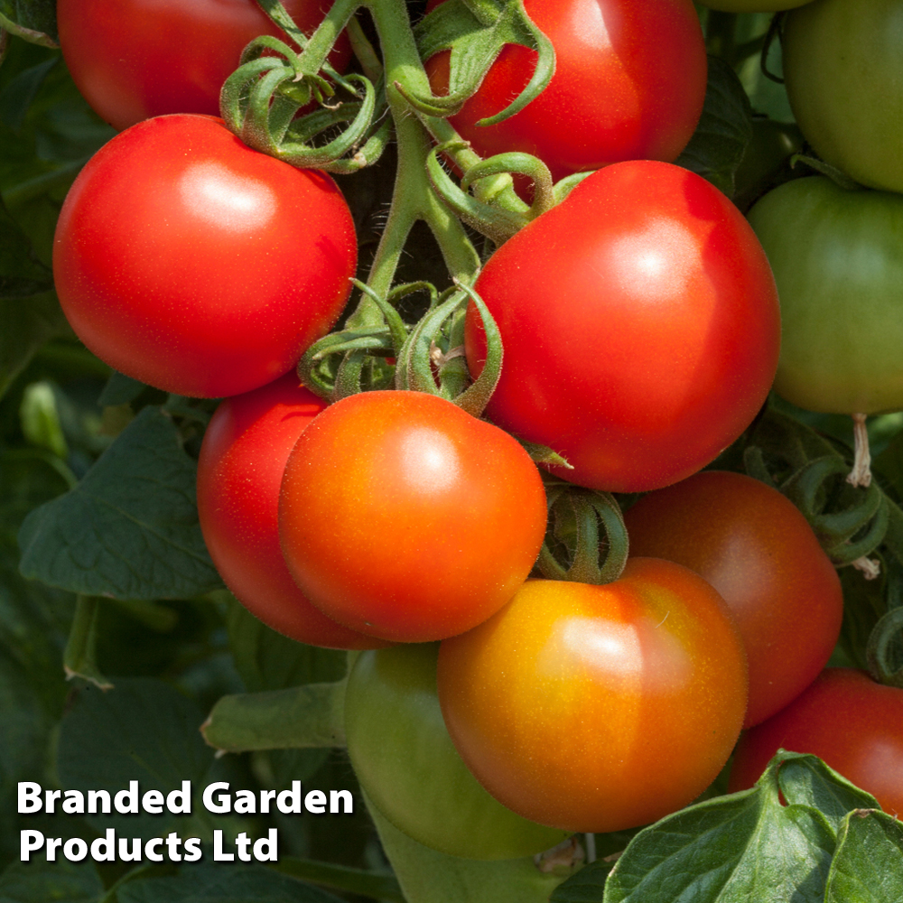 Tomato 'Crimson Crush' F1 Hybrid | Suttons