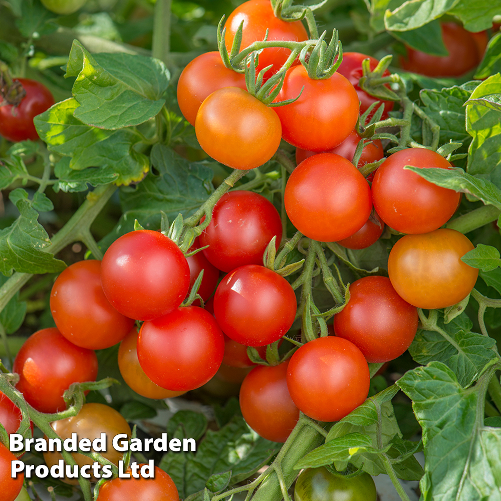 Tomato 'Lizzano' F1 | Suttons