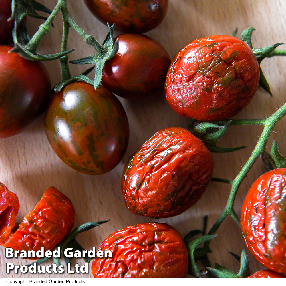 Tomato 'Sundried Red Desire' | Suttons