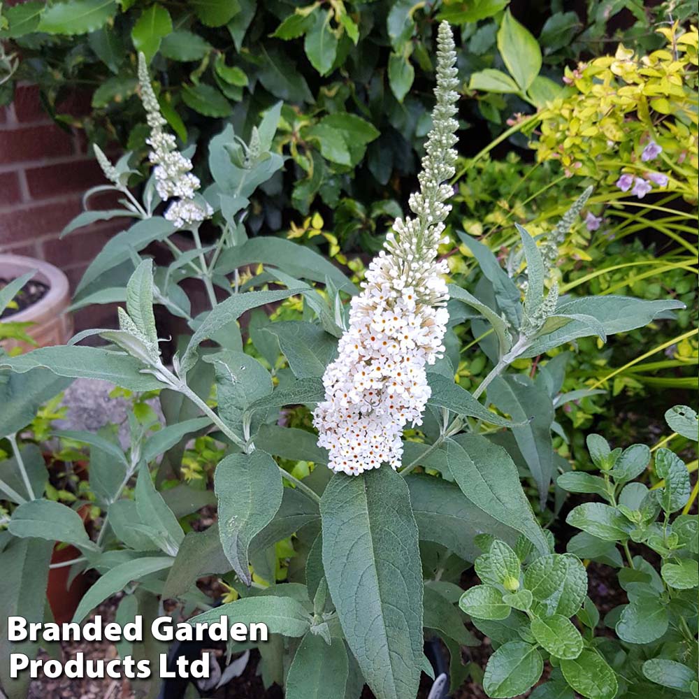 Buddleja Butterfly Towers White | Suttons