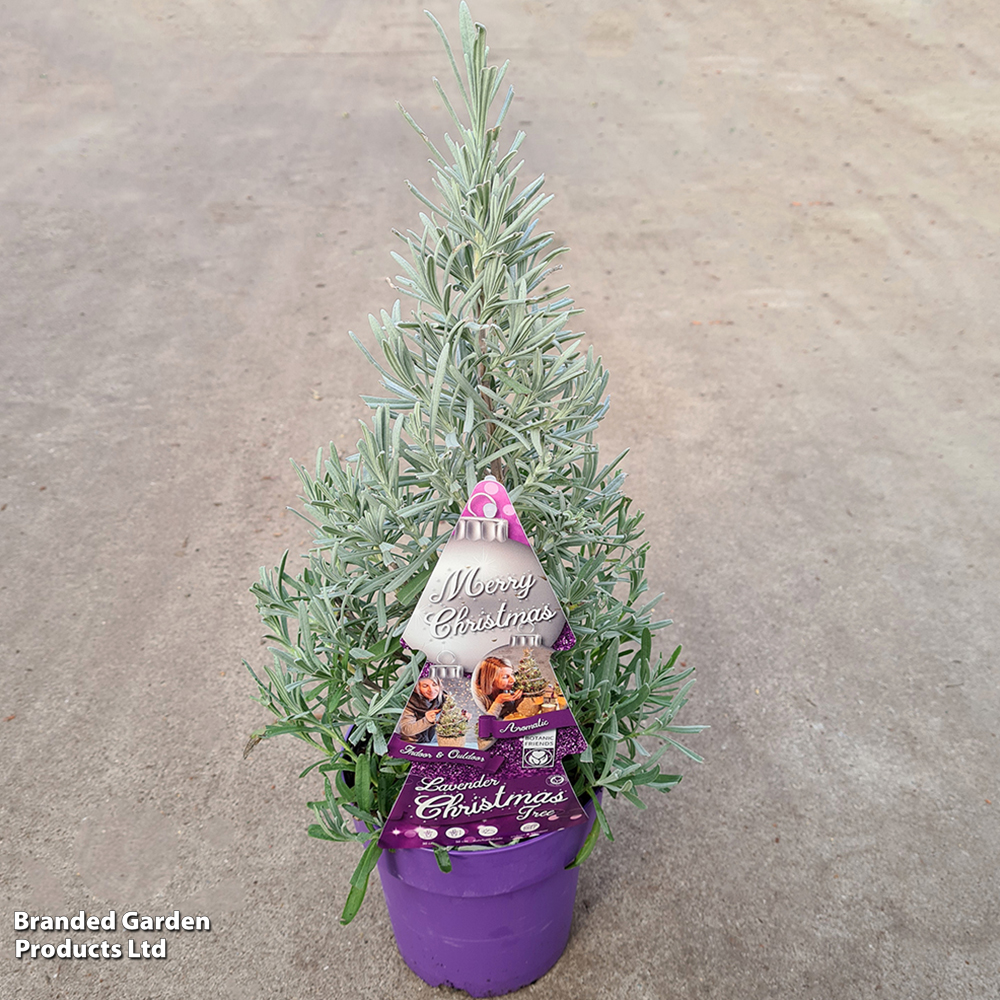 Lavender Christmas Tree - Gift | Suttons