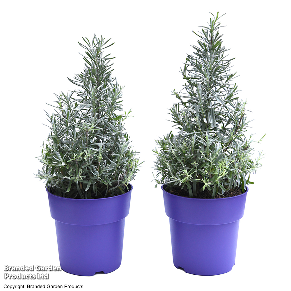 Lavender Christmas Tree - Gift | Suttons