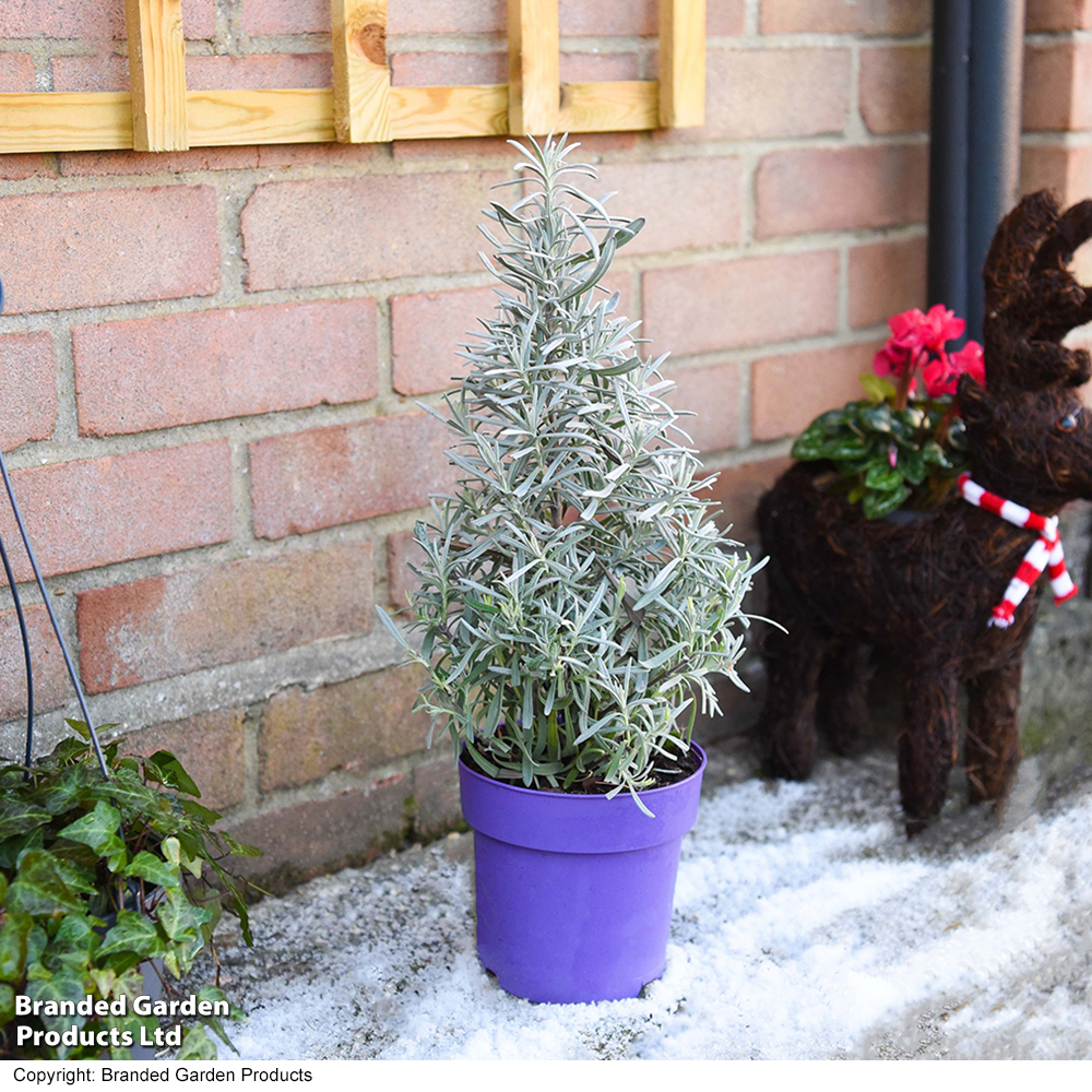Lavender Christmas Tree - Gift | Suttons