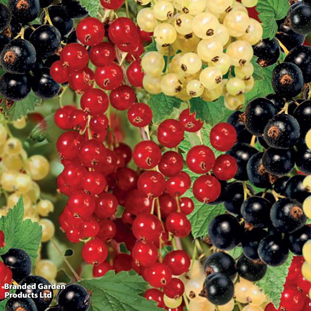 Currant Growers Choice