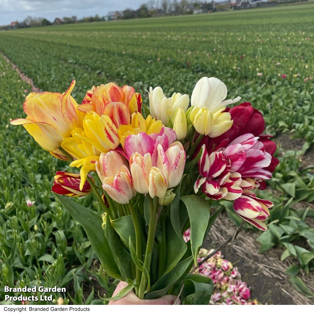 Tulip 'Club Series'