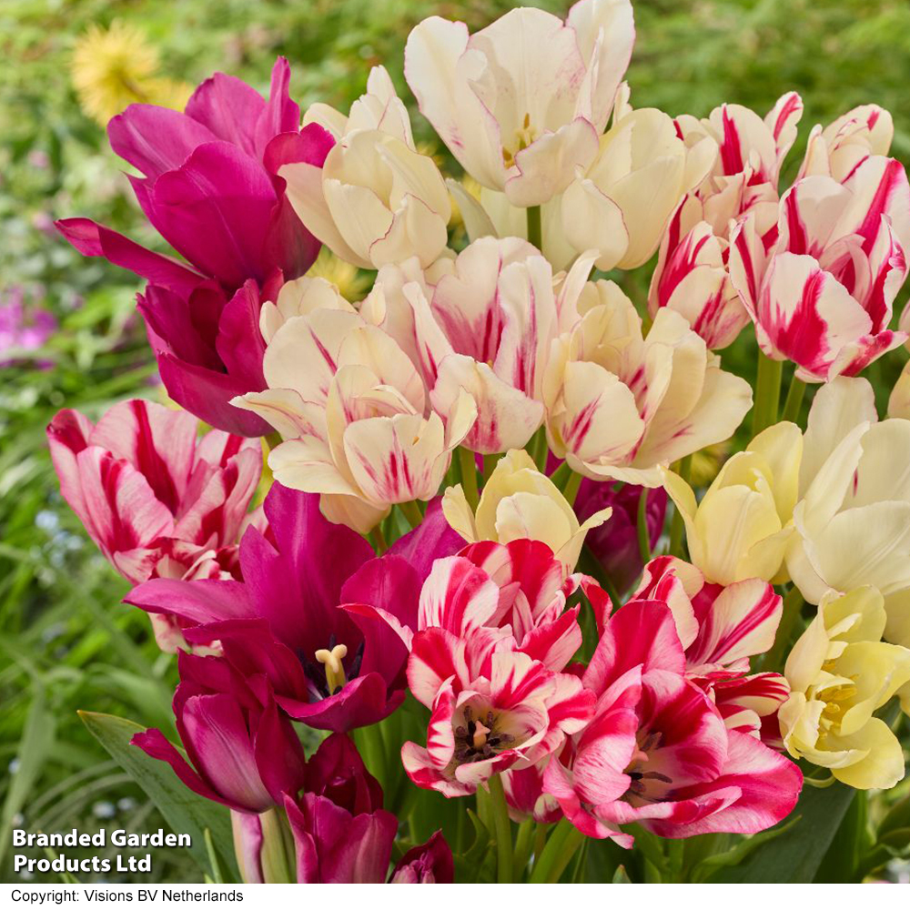 Tulip 'Club Series'