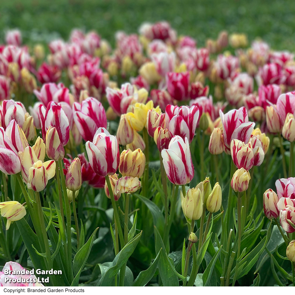 Tulip 'Club Series'