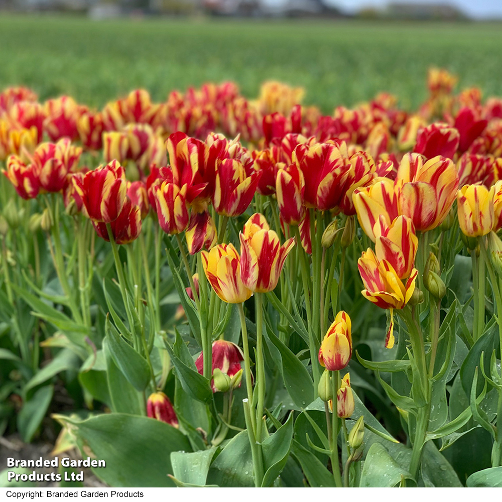 Tulip 'Club Series'