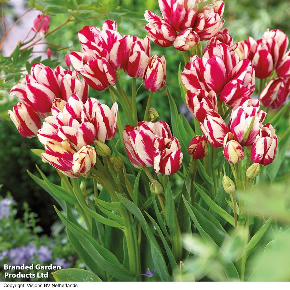 Tulip Flaming Club