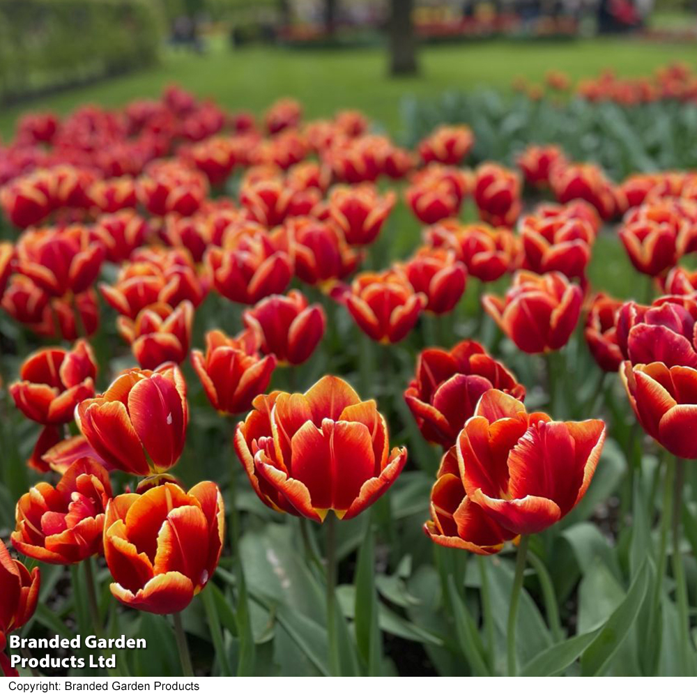 Tulip 'High Rola'
