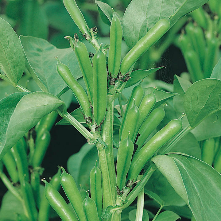 Broad Bean 'The Sutton' | Suttons