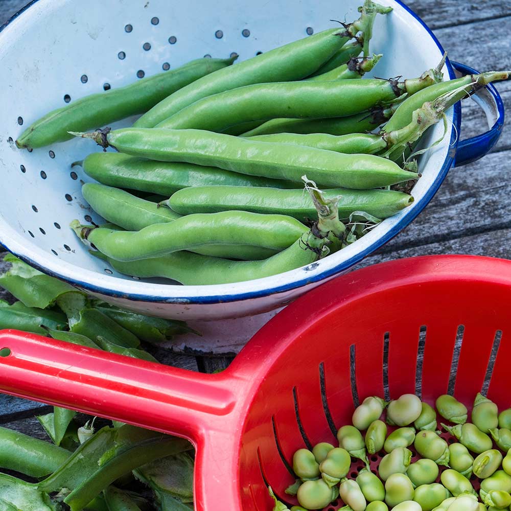 Green Bean Plants Information