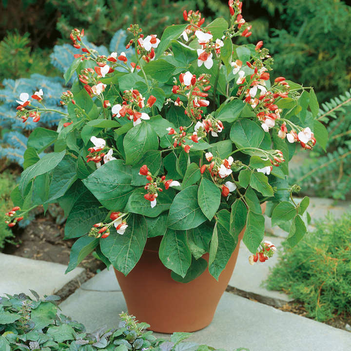 Runner Bean 'Hestia (Dwarf Stringless)' - Seeds | Suttons