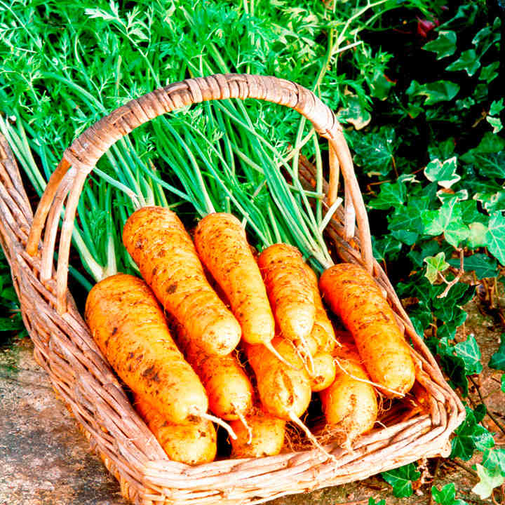 Carrot 'Autumn King 2' - Seed Tin Collection | Suttons