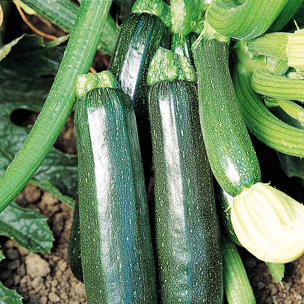 Courgette 'Sure Thing' | Suttons