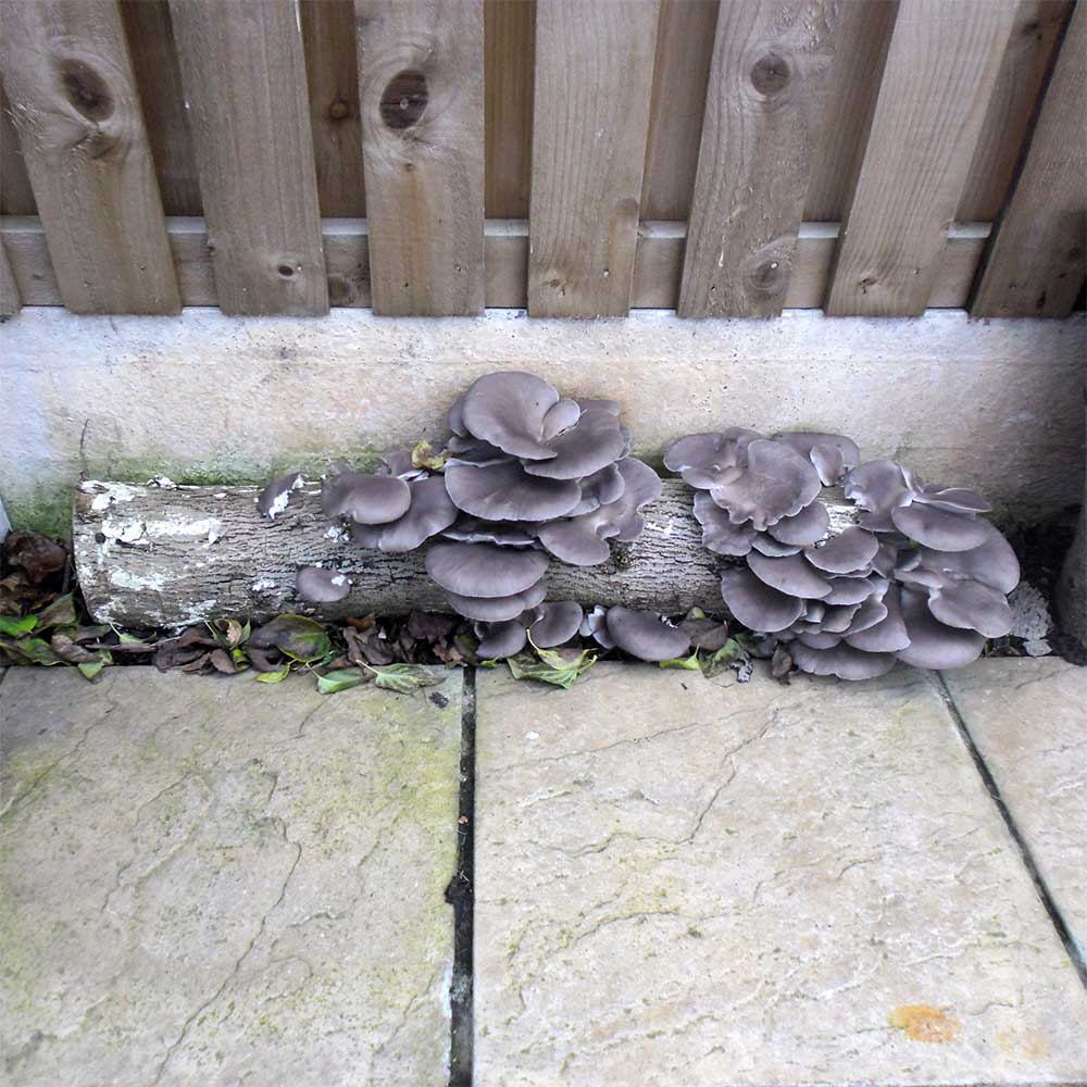 Mushroom Plugs - Oyster Mushrooms - 30 Spawn Plugs | Suttons