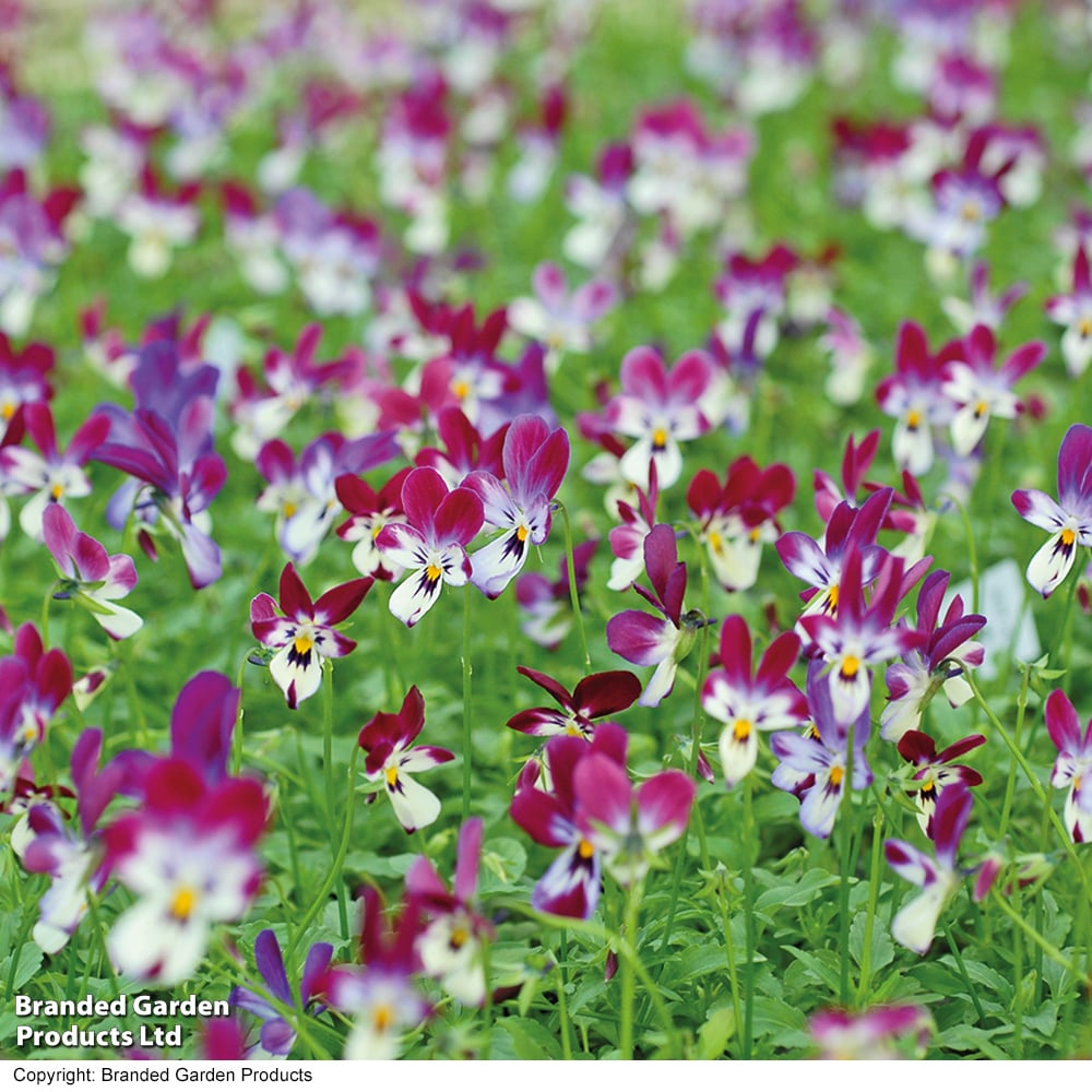 Viola hybrida ‘Bunny Ears’