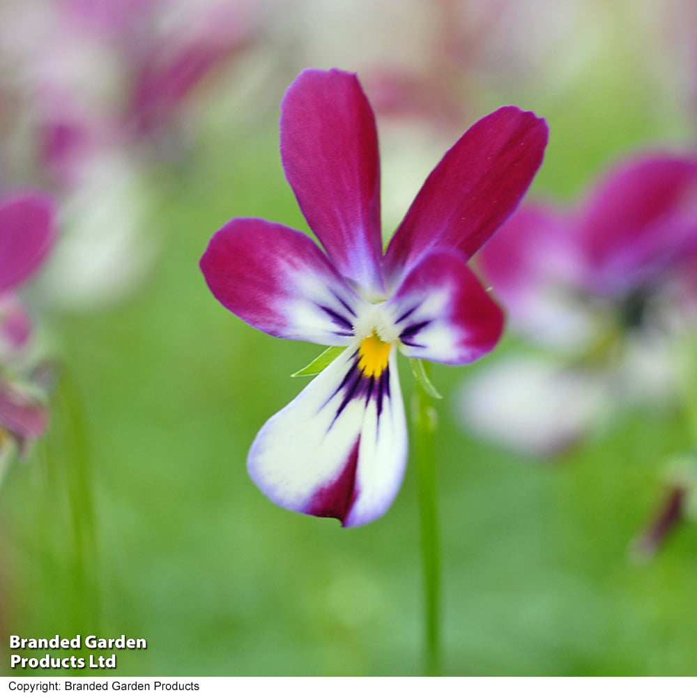 Viola hybrida ‘Bunny Ears’