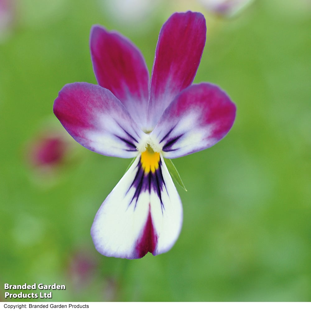 Viola hybrida ‘Bunny Ears’
