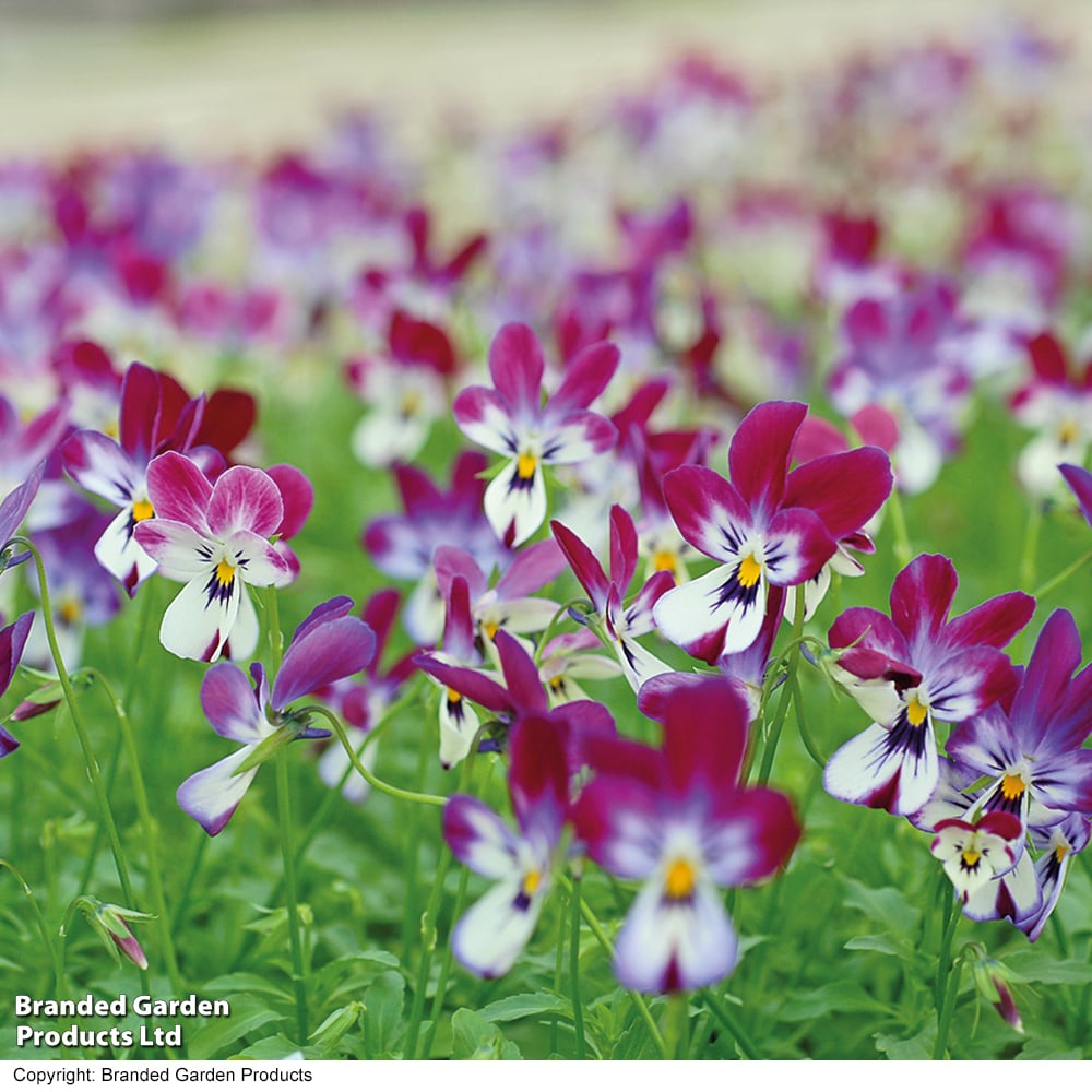 Viola hybrida ‘Bunny Ears’