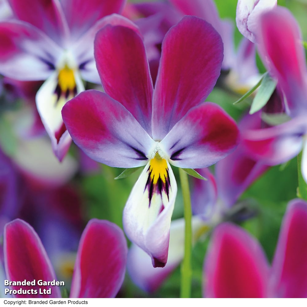 Viola hybrida ‘Bunny Ears’