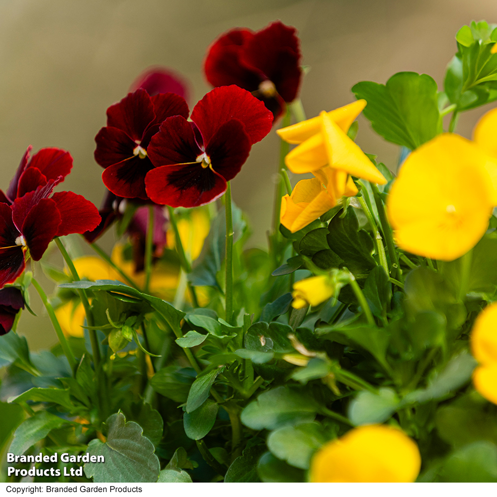 Viola 'Ruby & Gold Mix'