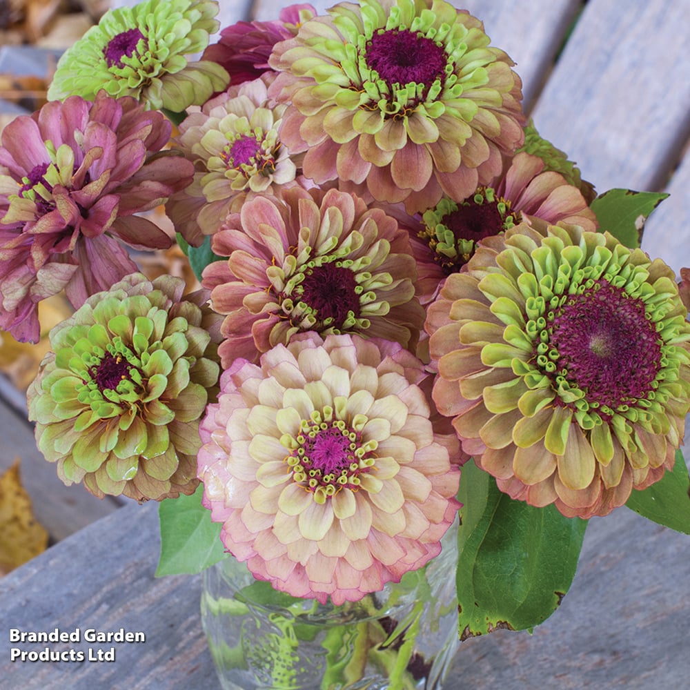 Zinnia 'Queen Red Lime' - Seeds