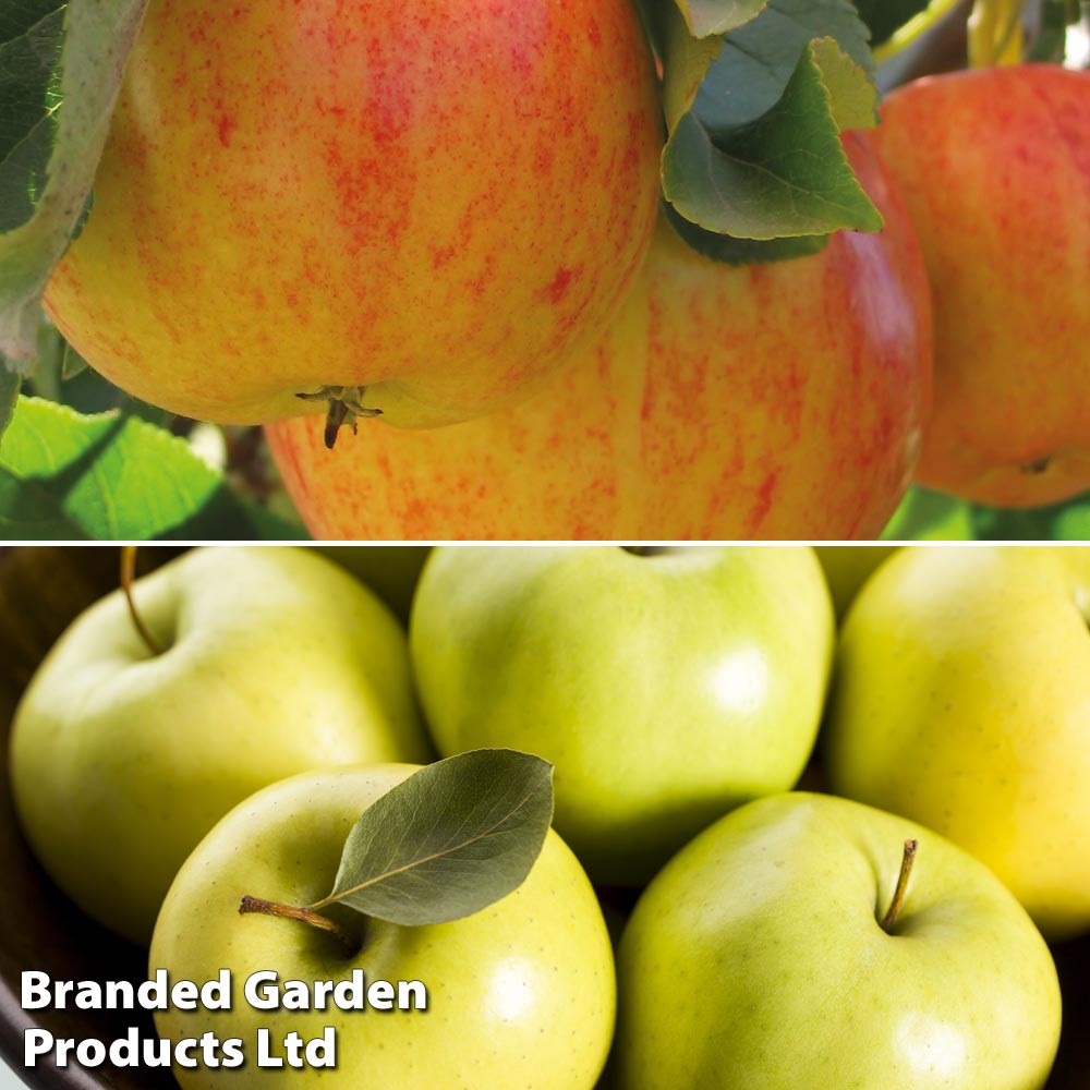 Apple Duo Family Tree | Suttons