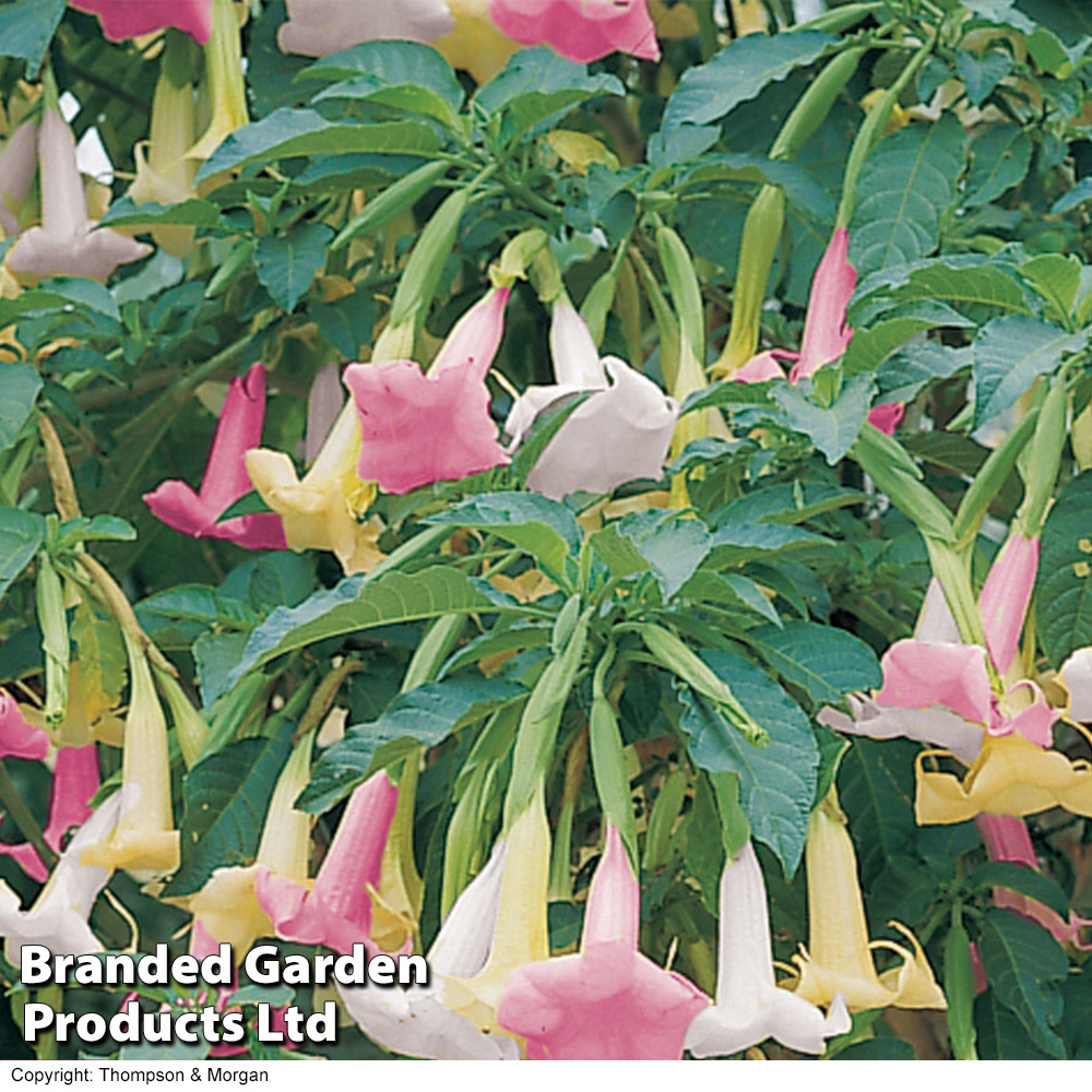 Angels Trumpet Tricolour | Suttons