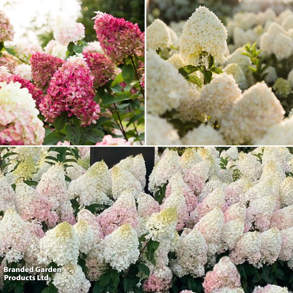 Hydrangea paniculata 'Living Blush' Collection