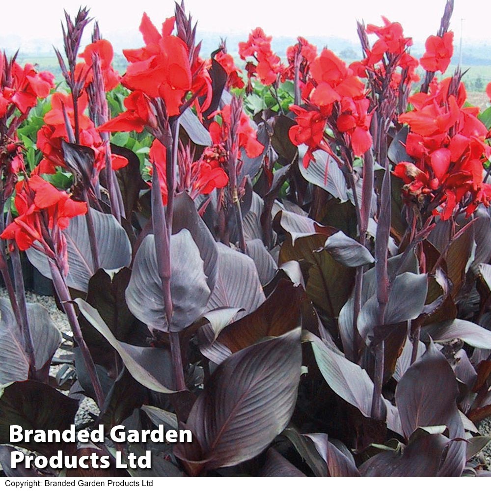 Canna Tropicanna Trio | Suttons