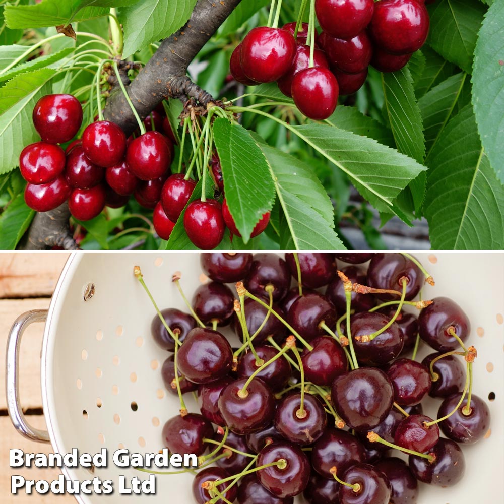 Cherry Duo Family Tree | Suttons