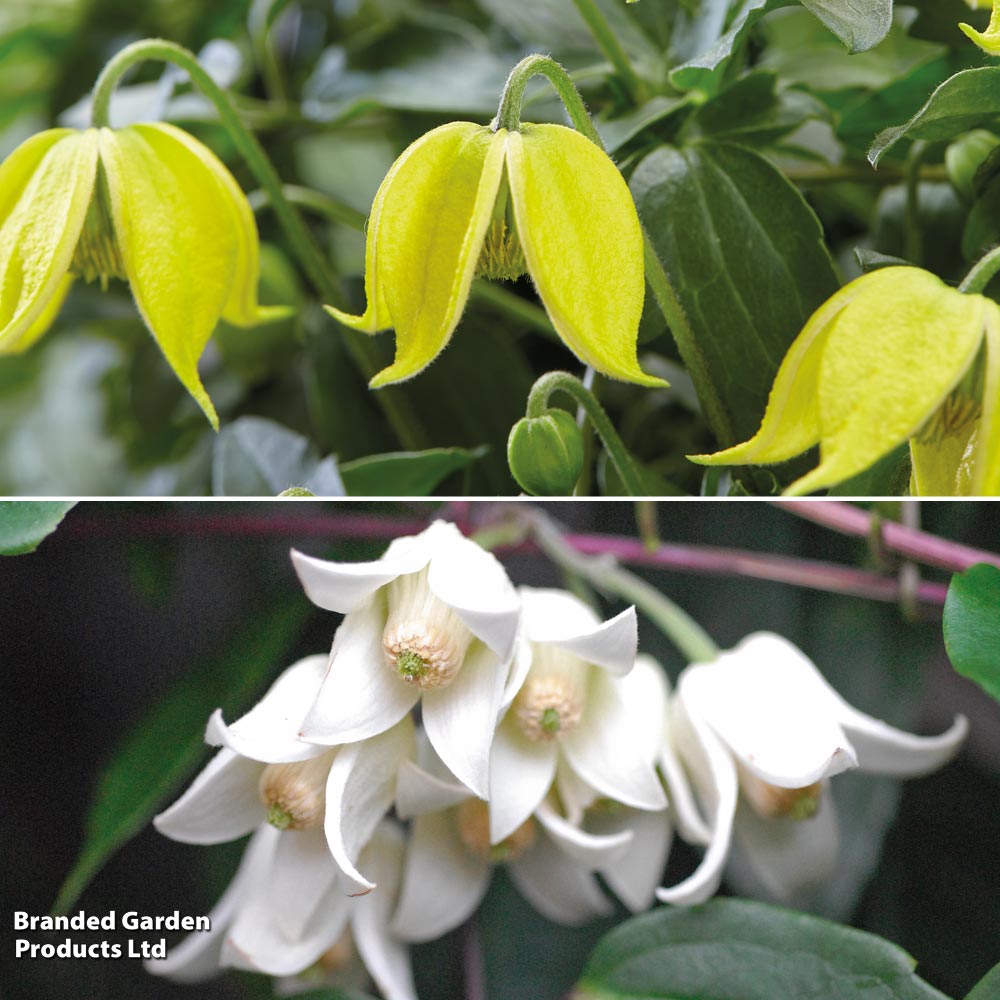 Clematis Summer Winter Duo