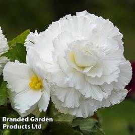 Begonia 'NonStop Berries & Cream' | Suttons