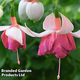 Fuchsia 'Peachy' (Giant Trailing) | Suttons