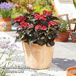 Hydrangea macrophylla x serrata 'After Midnight' | Suttons