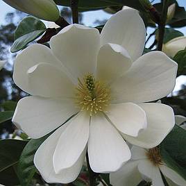 Magnolia (Bush) Sunspire | Suttons