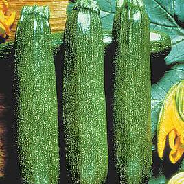 Courgette Plants - Twin Pack | Suttons