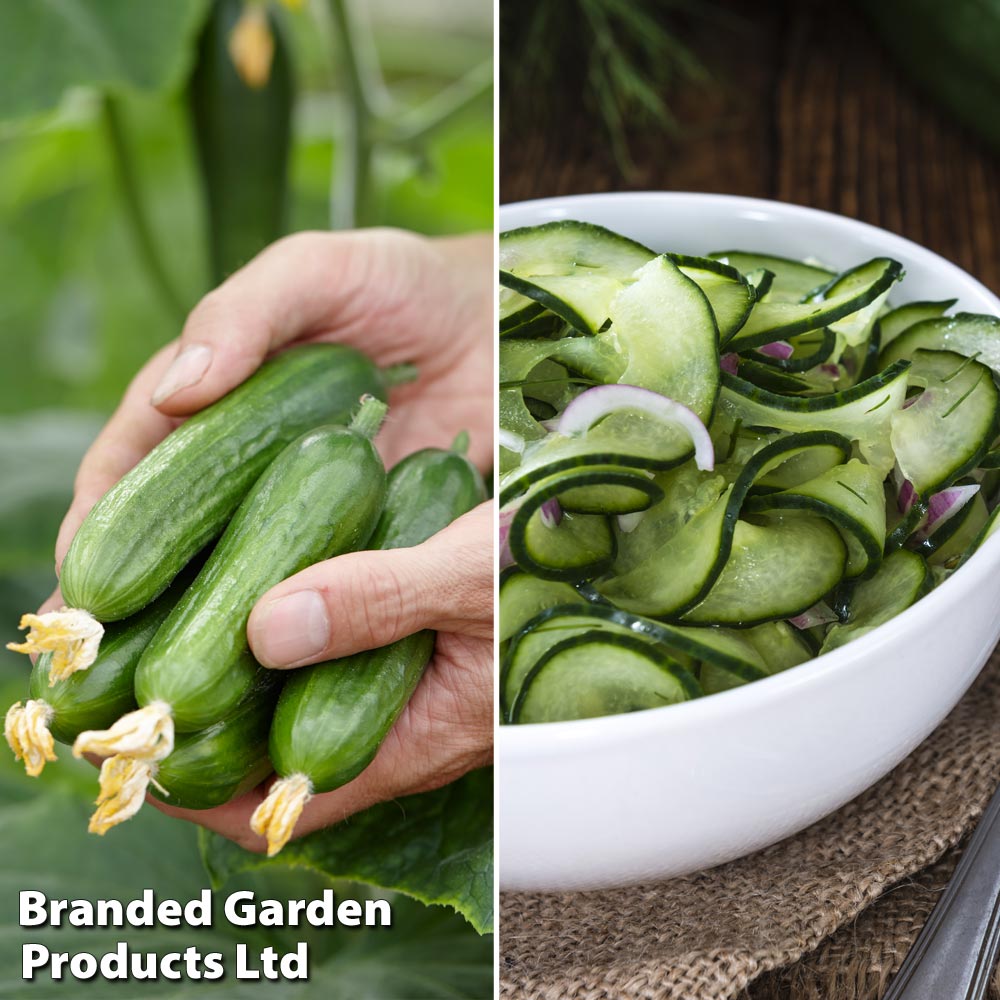 Cucumber Grafted Duo | Suttons