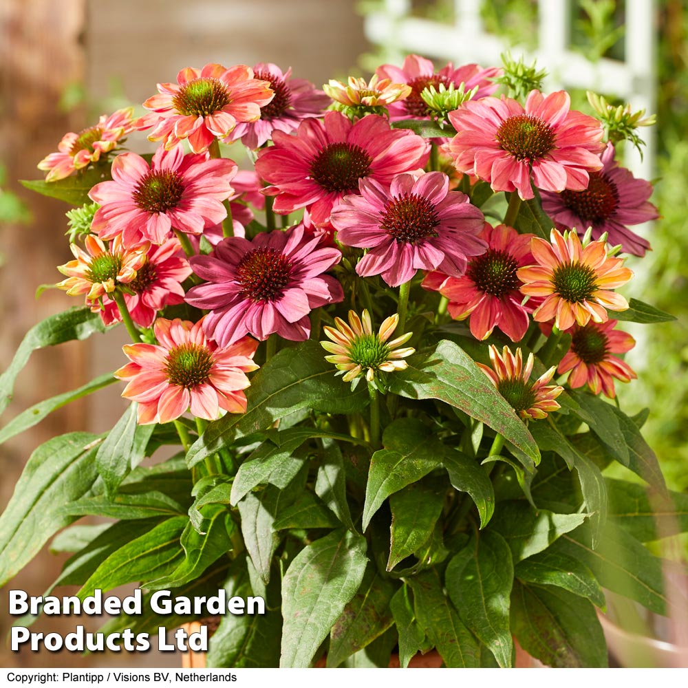 Echinacea 'Evolution Colorific' | Suttons