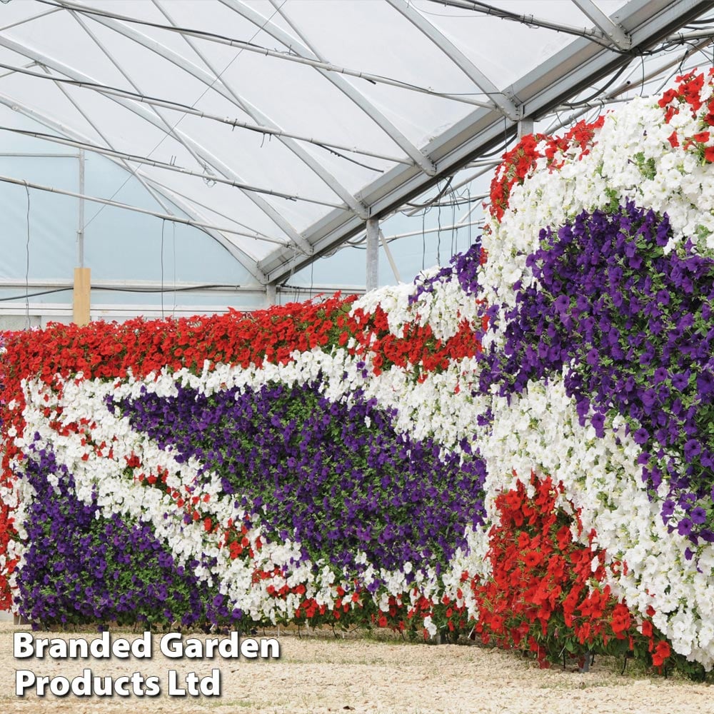 Petunia 'Easy Wave Union Jack Mix' | Suttons
